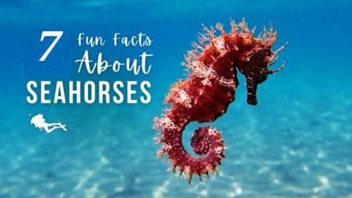 Poem contest Seahorses - All Poetry