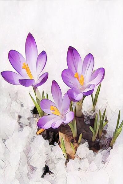 A Crocus’ Early Start - a poem by Flowermuse - All Poetry