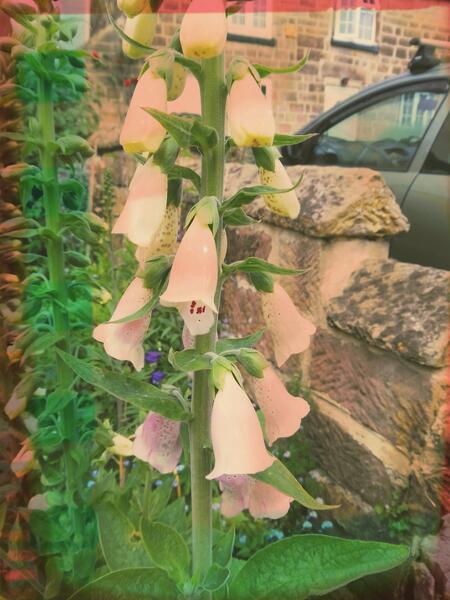 Foxglove Poems - Modern Award-winning Foxglove Poetry : All Poetry