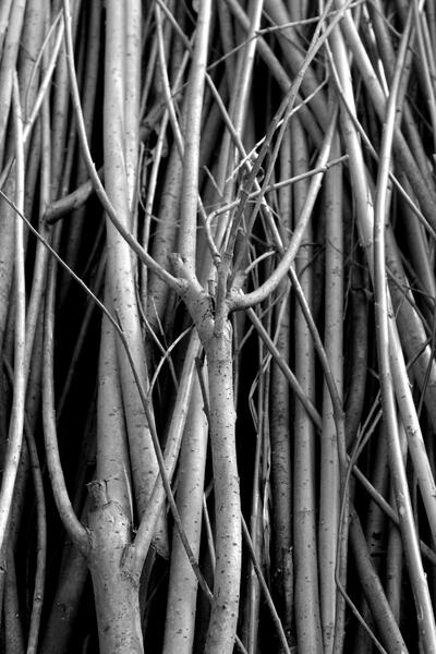 A poem in lieu - a poem by resarf poetry - All Poetry