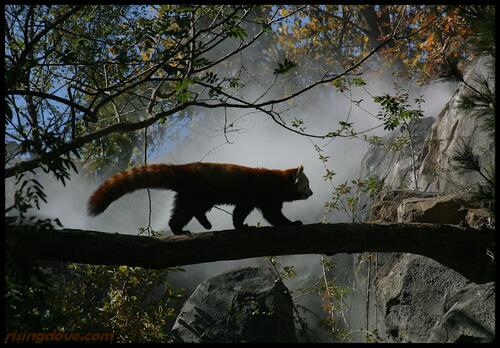 Poem contest Keeping it Brief 2/15/2025: The Last Red Panda (Brevity ...