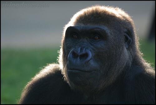 Poem contest Keeping it Brief 2/15/2025: The Last Red Panda (Brevity ...