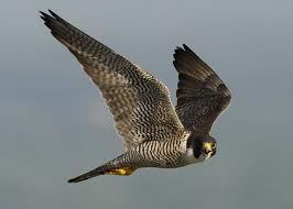 A Peregrine Falcon - a poem by Emile - All Poetry