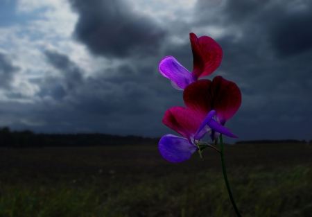 Wilting lillies - a poem by Andrew Lawson - All Poetry