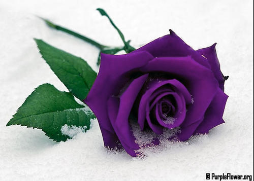 Purple Roses - a poem by Ranita Jazmine - All Poetry