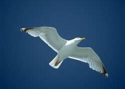 Jonathon Livingston Seagull - A Poem (A Heroic Crown of Sonnets) - a ...