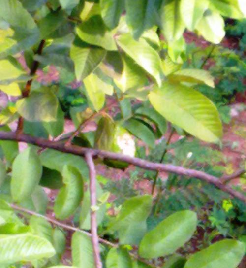 The First Guava Fruit - a poem by Dr John Celes - All Poetry