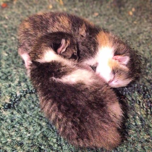 Meow Meow Meow - a poem by PrettyKitty - All Poetry