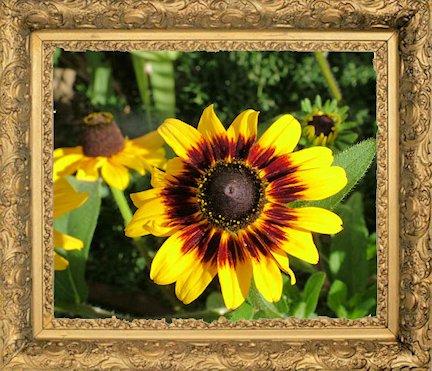 Last Flowers of Summer - a poem by Marilyn Lott - All Poetry