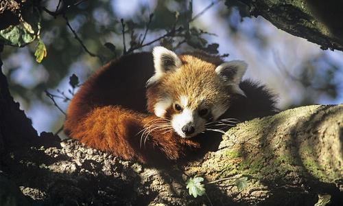 Red Panda - a poem by Audrey Christophers - All Poetry