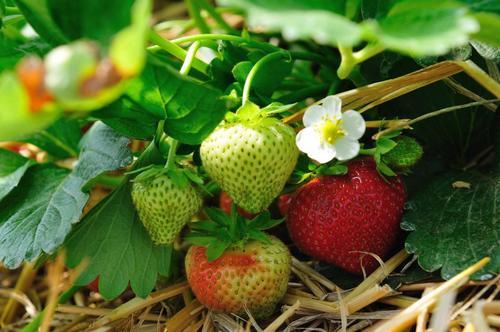 Strawberry Poems - Modern Award-winning Strawberry Poetry : All Poetry