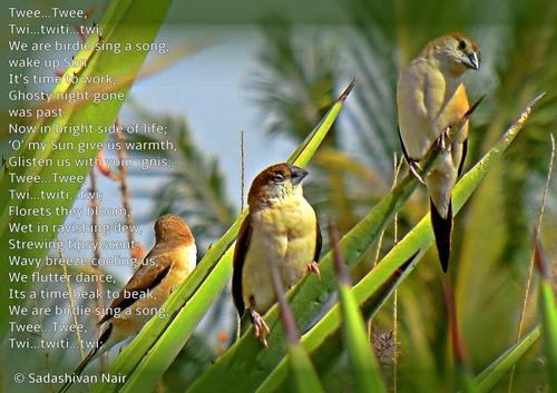 Twee…Twee, Twi…twiti…twi; - a poem by Sadashivan Nair - All Poetry