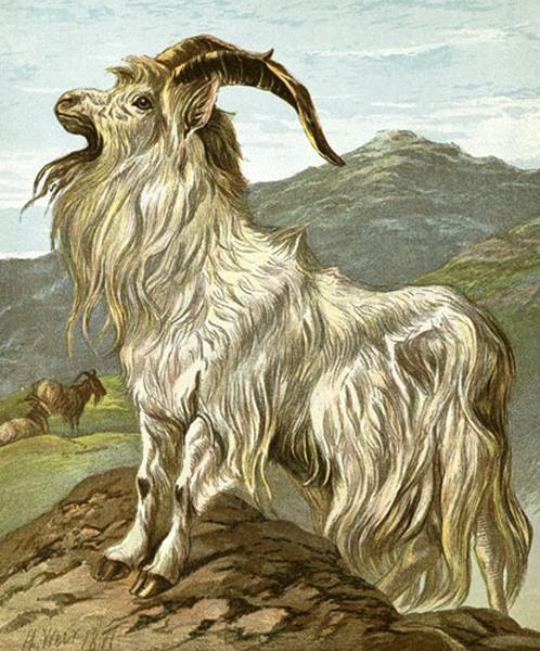The Mountain Goat - a poem by SirSteel - All Poetry