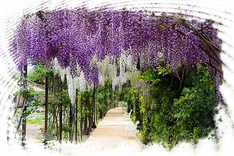 Wistful Wisteria - a poem by artyjules - All Poetry