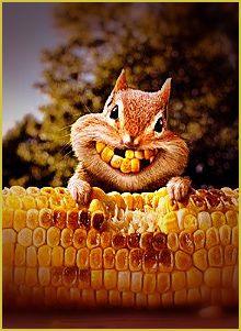 Chipmunk Poems - Modern Award-winning Chipmunk Poetry : All Poetry