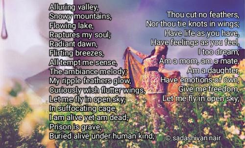 Let me fly in open sky - a poem by Sadashivan Nair - All Poetry