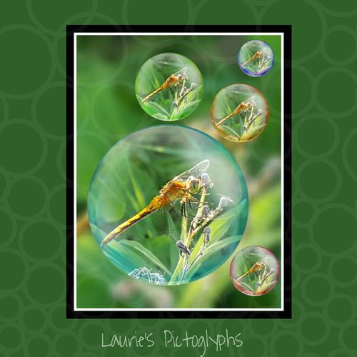 Dragonfly Poems - Modern Award-winning Dragonfly Poetry : All Poetry