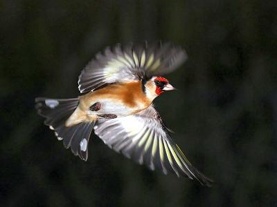 Kfc Poems - Modern Award-winning Kfc Poetry : All Poetry