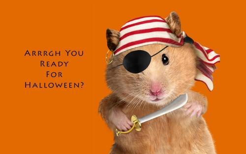 Hamster Poems - Modern Award-winning Hamster Poetry : All Poetry