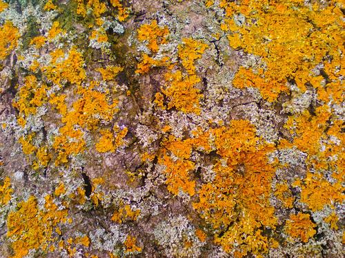 Lichen Poems - Modern Award-winning Lichen Poetry : All Poetry