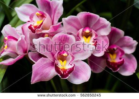 Orchids Poems - Modern Award-winning Orchids Poetry : All Poetry