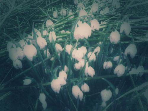 Candlemas Poems - Modern Award-winning Candlemas Poetry : All Poetry