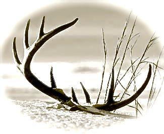 Deer Poems - Modern Award-winning Deer Poetry : All Poetry