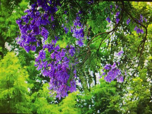 Ode to the Jacaranda Tree - a poem by Jon the Von - All Poetry
