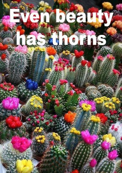 Cactus Poems - Modern Award-winning Cactus Poetry : All Poetry
