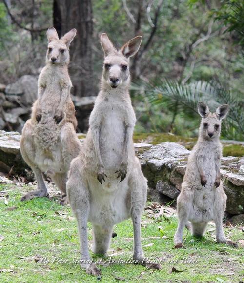Kangaroo Poems - Modern Award-winning Kangaroo Poetry : All Poetry