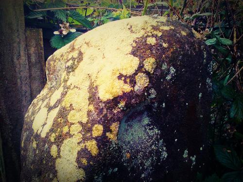 Lichen Poems - Modern Award-winning Lichen Poetry : All Poetry