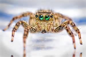 Superb Spanish Jumping Spider - a poem by Gallisto - All Poetry
