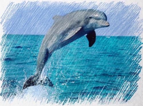 Dolphin! - a poem by Acometstale - All Poetry