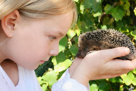 Hedgehog Poems - Modern Award-winning Hedgehog Poetry : All Poetry