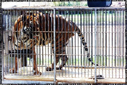 Like a caged tiger - a poem by Tuniabjc - All Poetry