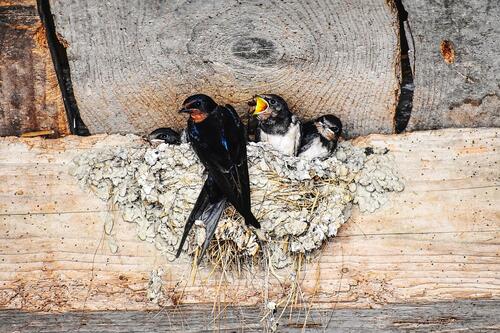 Spring Idyll I by Tu Fu Translated by Stanton Hager by Du Fu - Famous ...