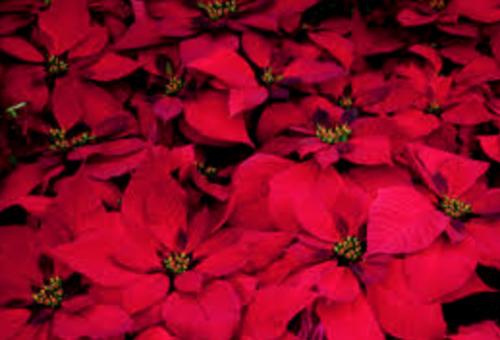 Poinsettia Poems - Modern Award-winning Poinsettia Poetry : All Poetry