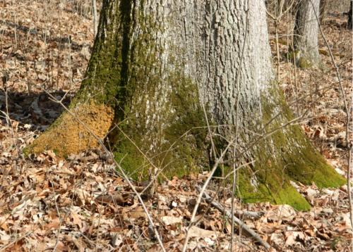 Moss Poems - Modern Award-winning Moss Poetry : All Poetry