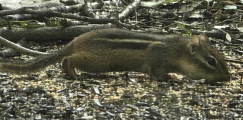 Chipmunks Poems - Modern Award-winning Chipmunks Poetry : All Poetry