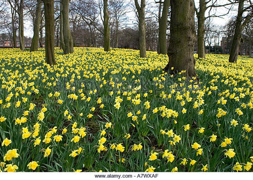 The Quickening of Spring - a poem by Linners - All Poetry