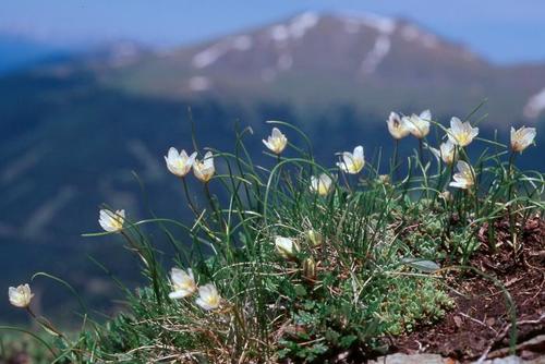 Snowdon Lily - a poem by Mel T Edwards - All Poetry