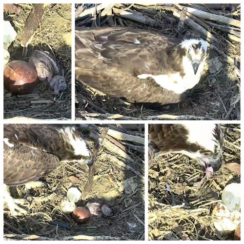 Osprey Poems - Modern Award-winning Osprey Poetry : All Poetry
