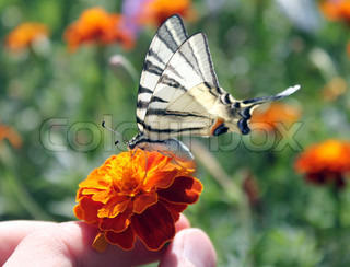 Marigold Poems - Modern Award-winning Marigold Poetry : All Poetry