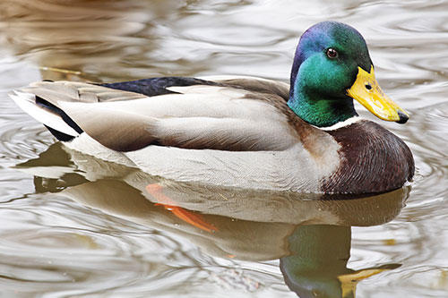 Chuck the Duck - a poem by Sonia3902z - All Poetry