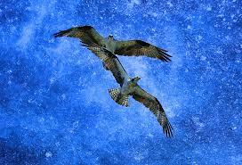 Osprey Poems - Modern Award-winning Osprey Poetry : All Poetry