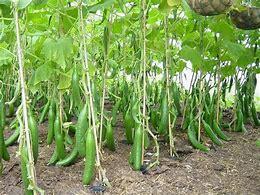 Cucumber Poems - Modern Award-winning Cucumber Poetry : All Poetry