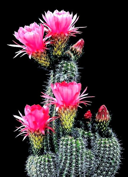 Cactus Poems - Modern Award-winning Cactus Poetry : All Poetry