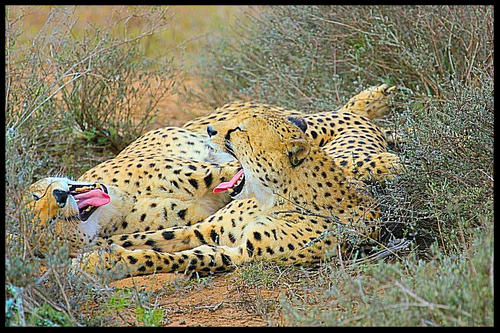 Cheetahs Poems - Modern Award-winning Cheetahs Poetry : All Poetry