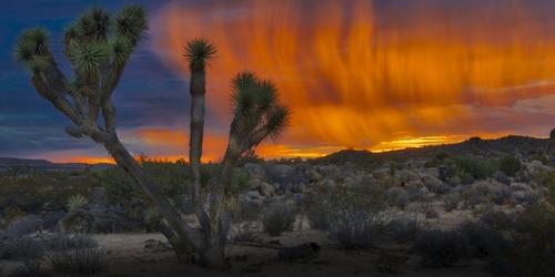 Cactus Poems - Modern Award-winning Cactus Poetry : All Poetry