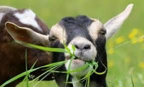 Goats Poems - Modern Award-winning Goats Poetry : All Poetry